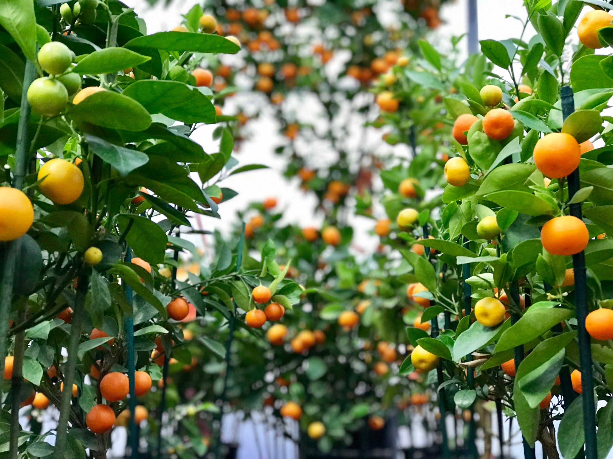 The Lunar New Year Special Plants – Tiffany et Fleurs