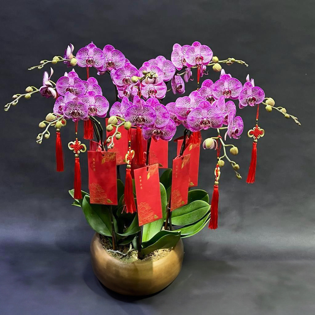 The Lunar New Year Special Arranged Orchid – Tiffany et Fleurs